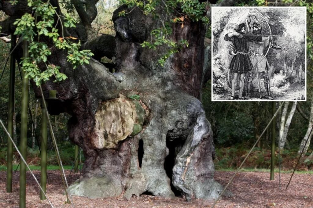 Un’antica quercia che si dice abbia dato rifugio al leggendario Robin ...
